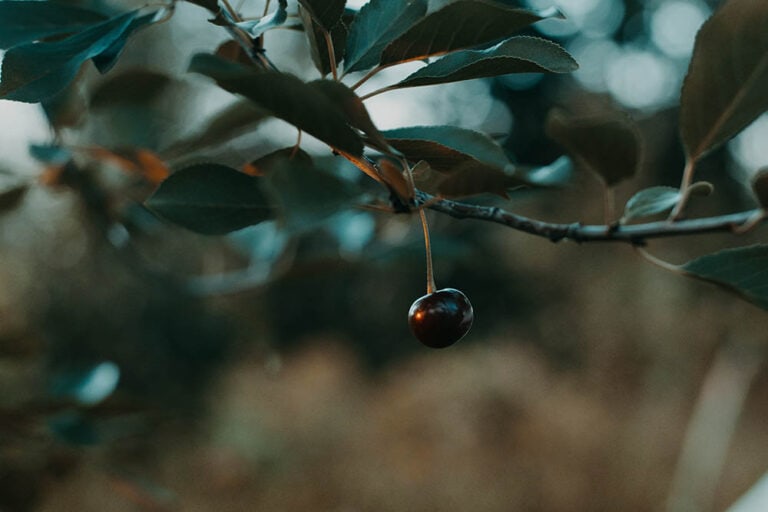 20 Types of Trees in Oklahoma (With Pictures) | Home Grail