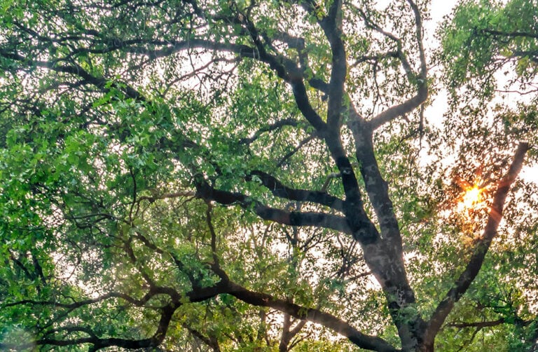 16 Types of Oak Trees in Florida (with Pictures) | Home Grail