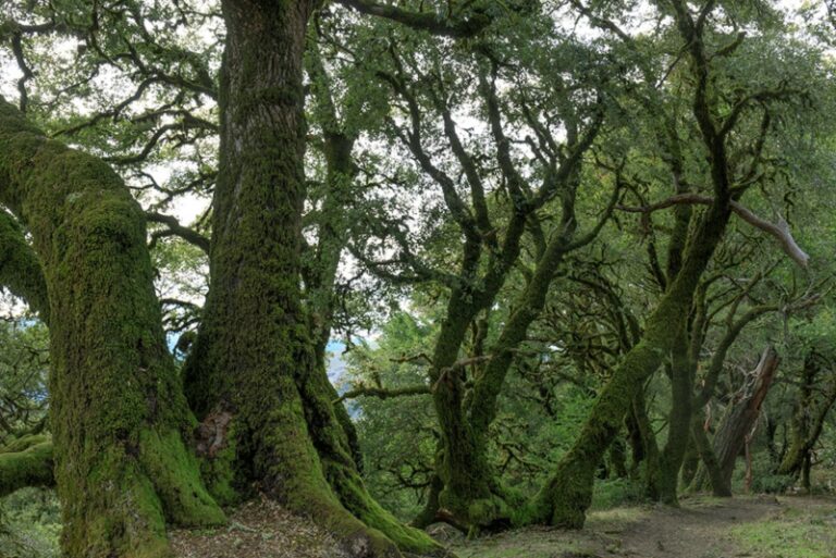 What Are the Best Trees to Plant Near a House for Shade? 10 Options ...