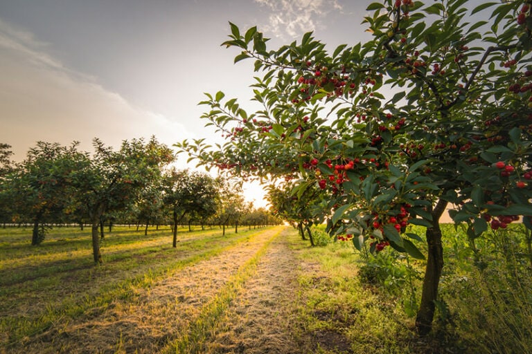 How & When to Prune Cherry Trees: Tips, Seasons, & FAQ | Home Grail