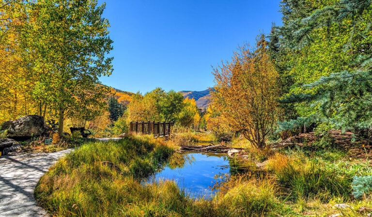 20 Types of Trees in Colorado (With Pictures) | Home Grail