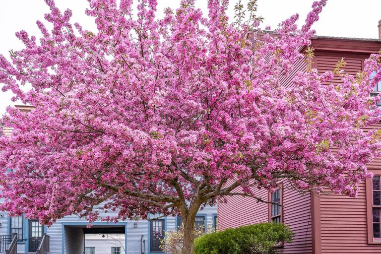 12 Types of Trees in Connecticut (with Pictures) | Home Grail