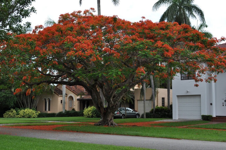 33 Types of Trees in Hawaii (With Pictures) | Home Grail