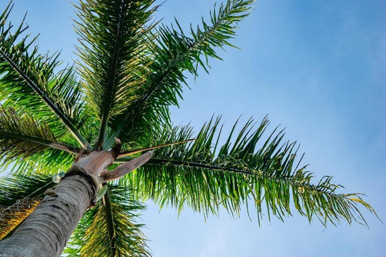 How Fast Do Palm Trees Grow? 8 Different Types | Home Grail