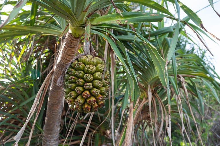 33 Types of Trees in Hawaii (With Pictures) | Home Grail