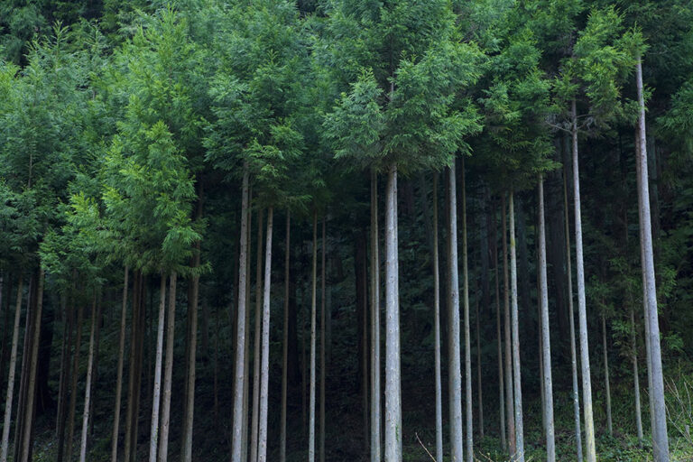 19 Types of Trees in Japan (With Pictures) | Home Grail