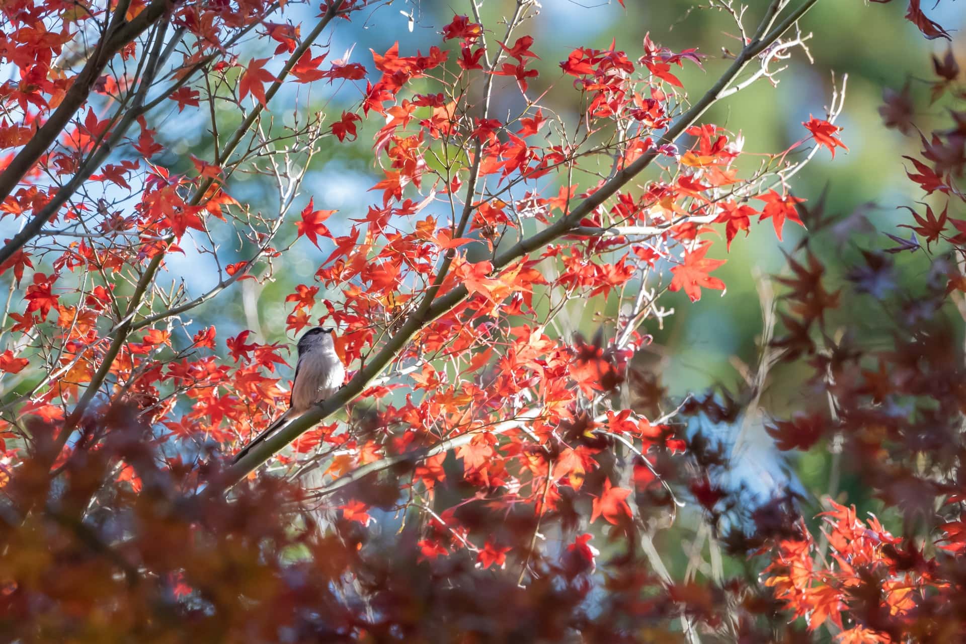 How Much Do Japanese Maple Trees Cost? 2025 Price Guide | Home Grail