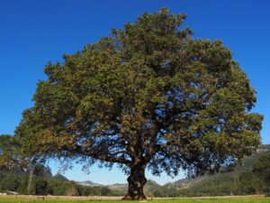How Fast Do Oak Trees Grow? Timeline, Varieties, & Tips | Home Grail