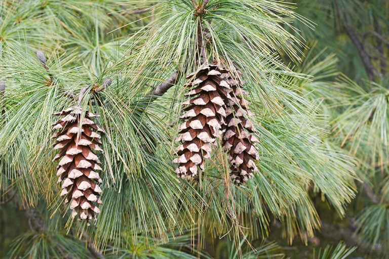 19 Types of Pine Trees In California (With Pictures) | Home Grail