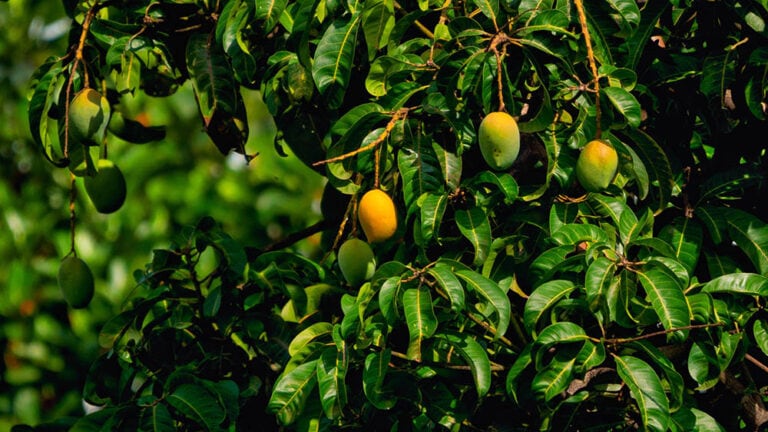 10 Types of Mango Trees (With Pictures) | Home Grail