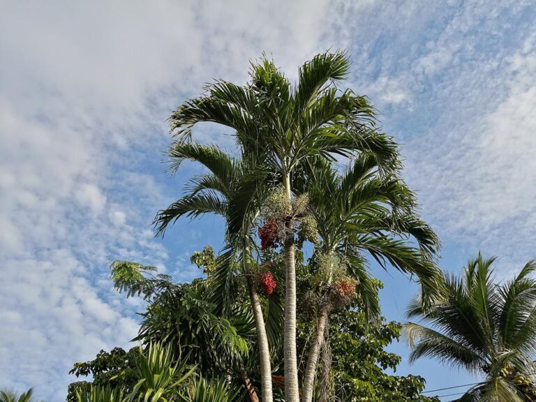 How Much Do Palm Trees Cost? (2025 Price Guide) | Home Grail