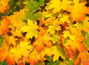 25 Common Types of Trees in Minnesota (with Pictures) | Home Grail