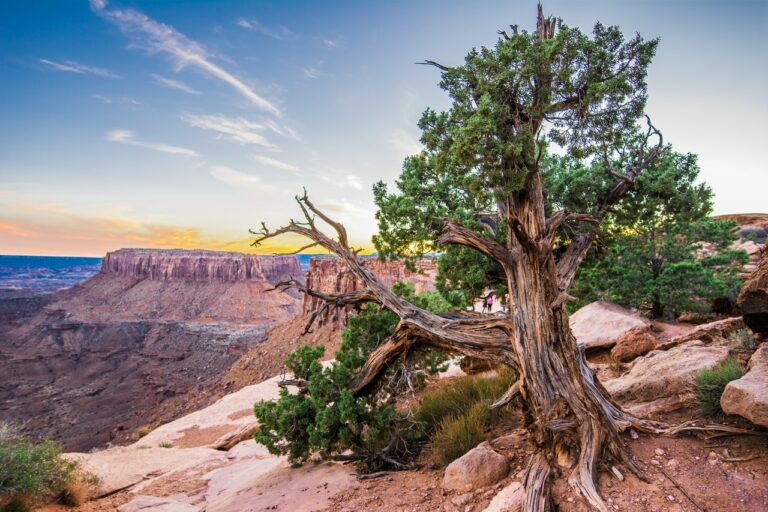 25 Types of Trees in California (With Pictures) | Home Grail