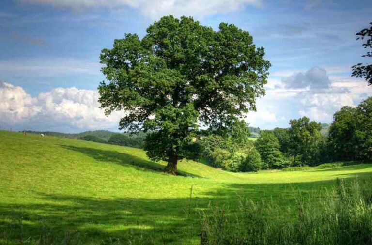 13 Types of Trees in Maryland (With Pictures) | Home Grail