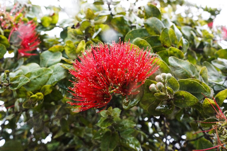 33 Types of Trees in Hawaii (With Pictures) | Home Grail