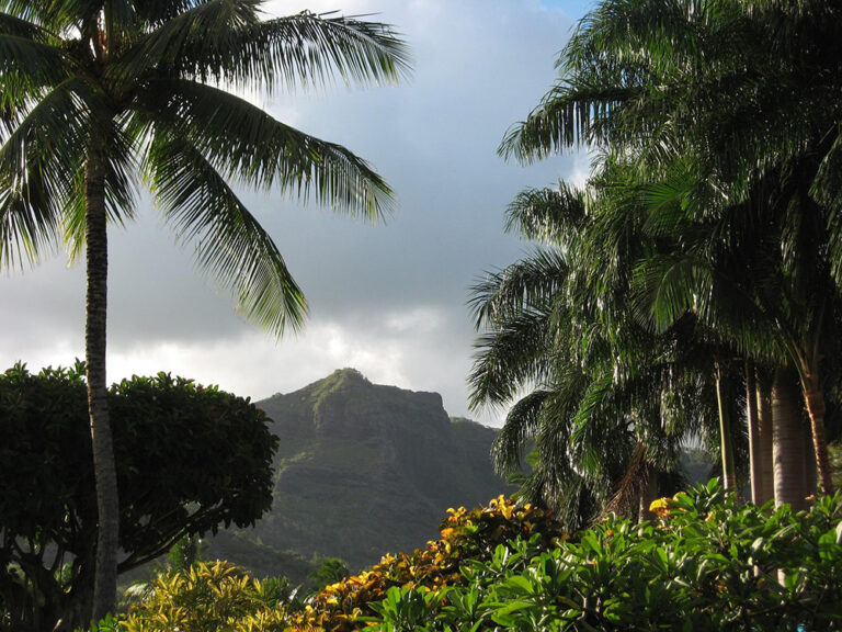33 Types of Trees in Hawaii (With Pictures) | Home Grail
