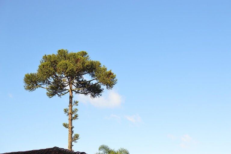 33 Types of Trees in Hawaii (With Pictures) | Home Grail