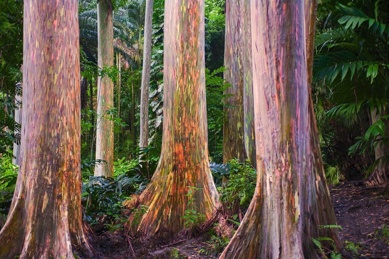 33 Types of Trees in Hawaii (With Pictures) | Home Grail