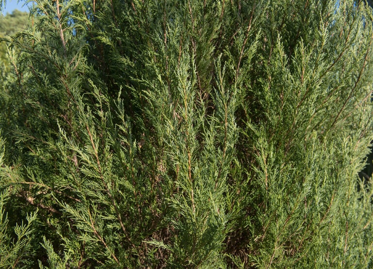 20 Types of Trees in Colorado (With Pictures) | Home Grail