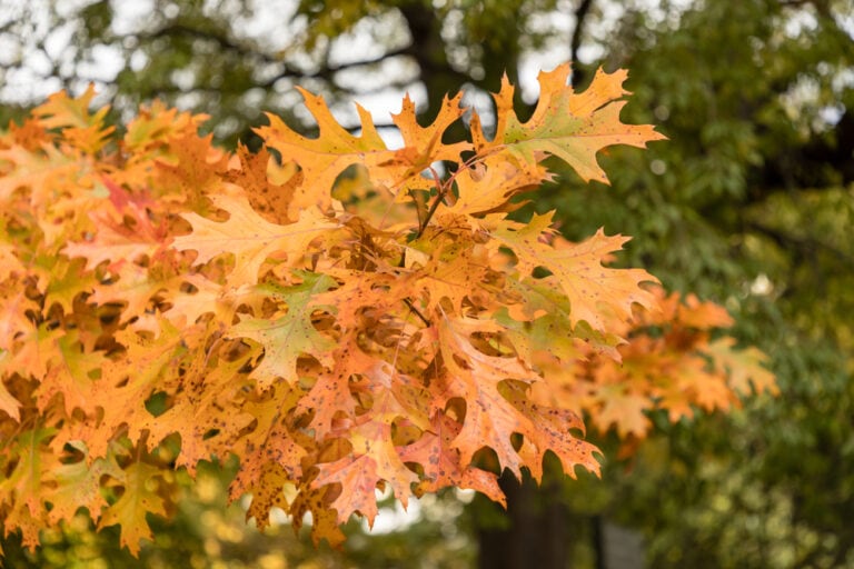 69 Types of Trees in Ohio (With Pictures) | Home Grail