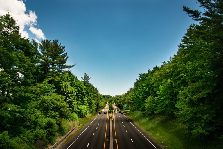 12 Types of Trees in Connecticut (with Pictures) | Home Grail