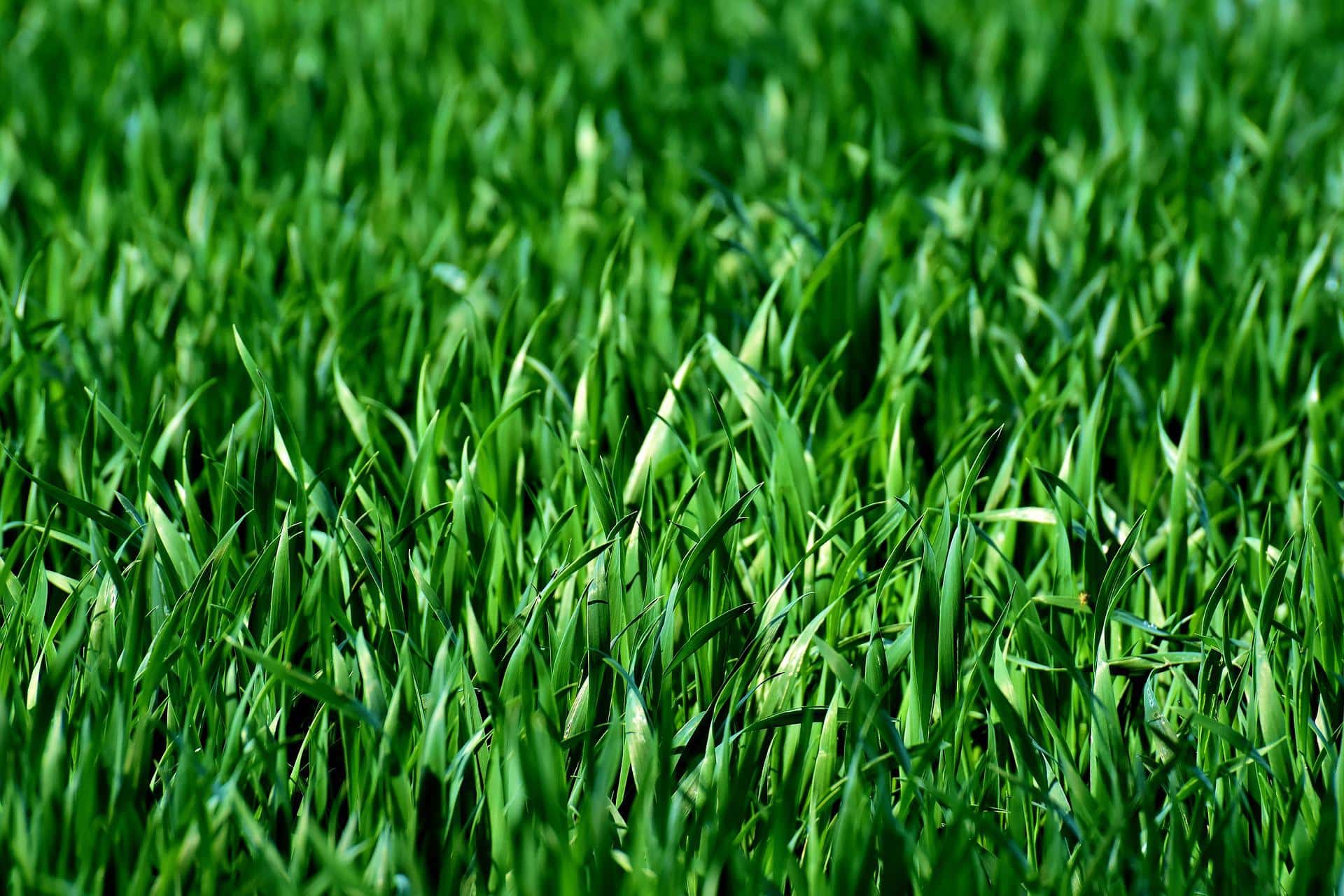 How Much Does Home Depot Charge to Install Artificial Turf? Maintenance ...