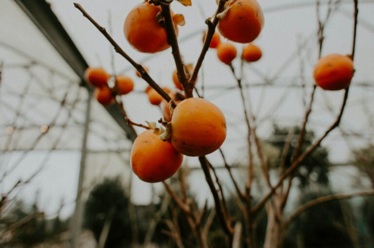 14 Different Types of Apricot Trees: With Pictures & Info | Home Grail