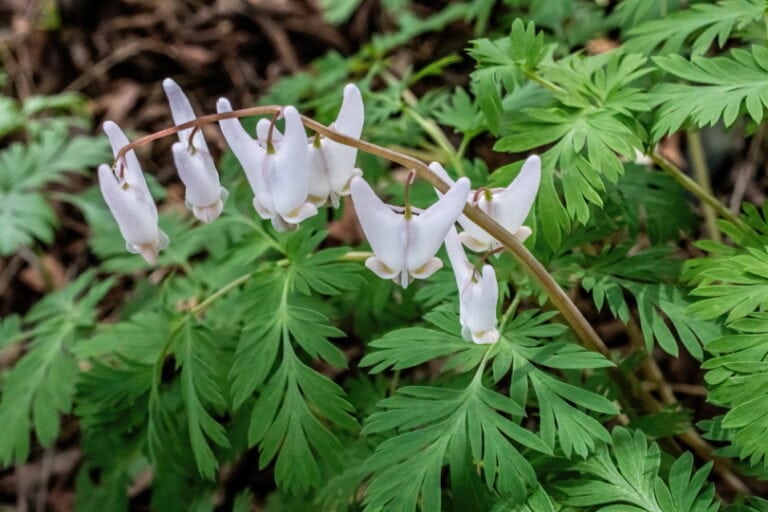 35 Wildflowers That Grow in Minnesota (Identification Guide With ...