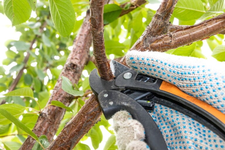 How & When to Prune Cherry Trees: Tips, Seasons, & FAQ | Home Grail