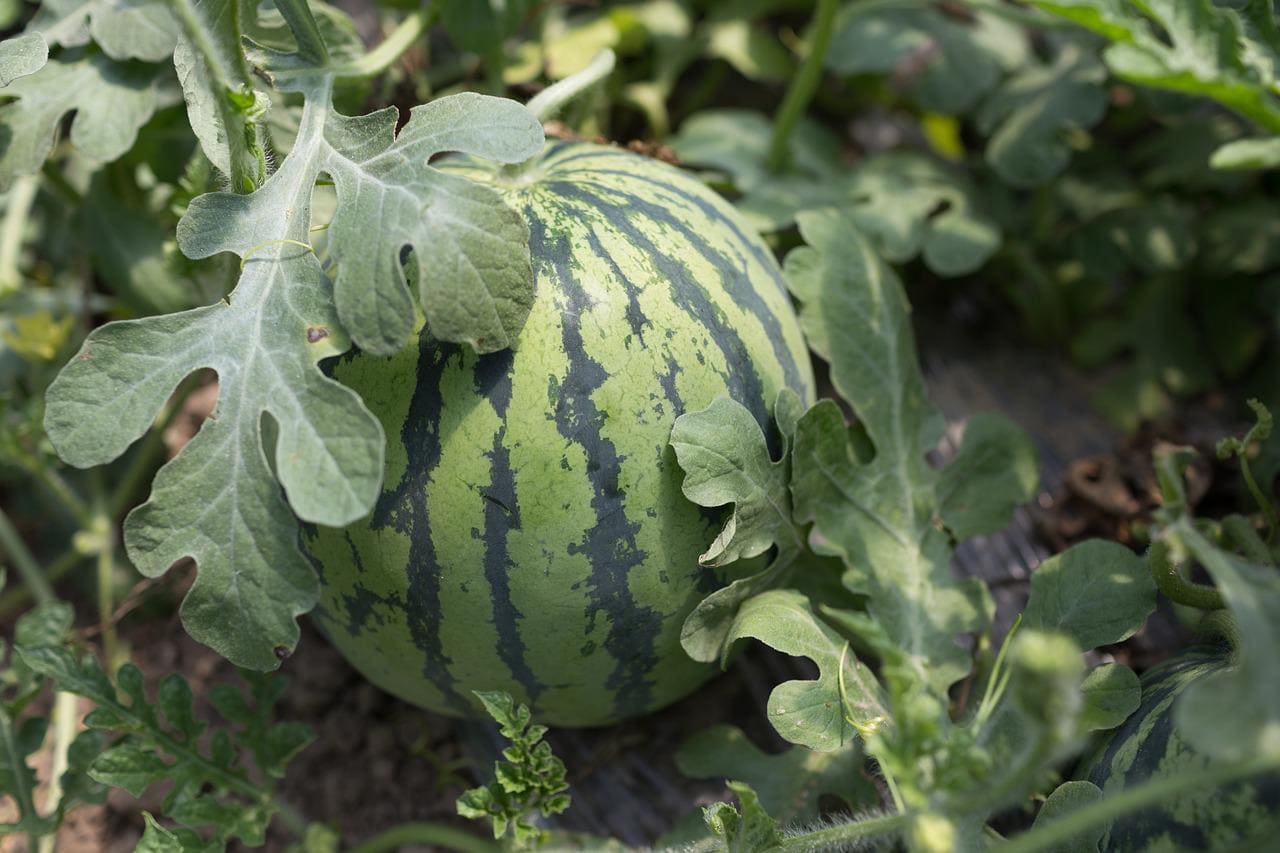11 Best Watermelon Varieties to Grow at Home (With Pictures) | Home Grail
