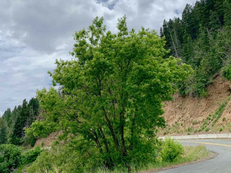 18 Types of Trees in Kansas (With Pictures) | Home Grail