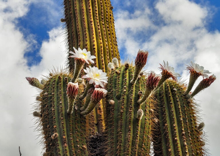 Is a Cactus a Tree? Differences, Facts & FAQ | Home Grail