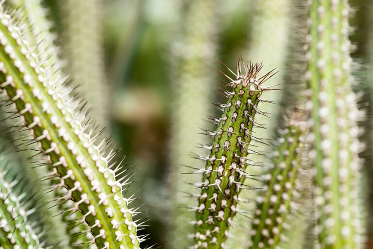 Is a Cactus a Tree? Differences, Facts & FAQ | Home Grail