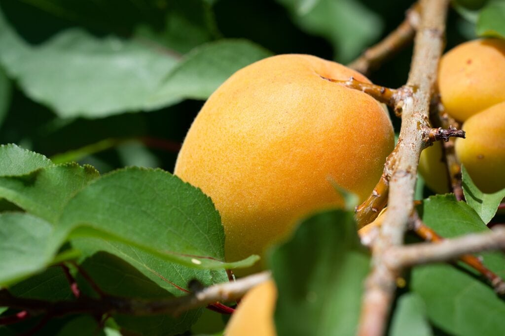 14 Different Types of Apricot Trees: With Pictures & Info | Home Grail