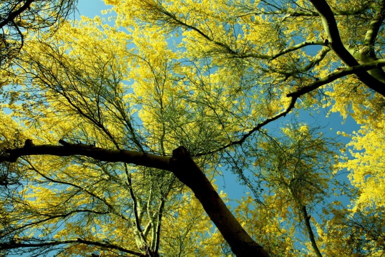 What Is the State Tree of Arizona? Reasons, Range & Habitat | Home Grail