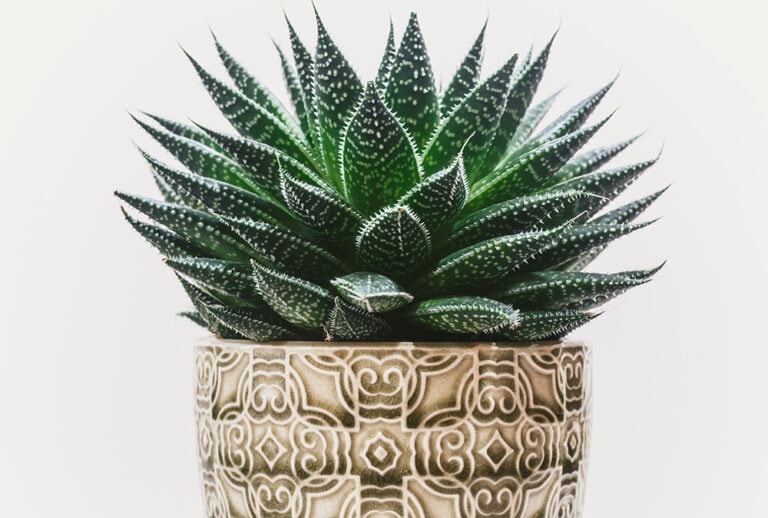 17 Types of Cactus House Plants (With Pictures) | Home Grail