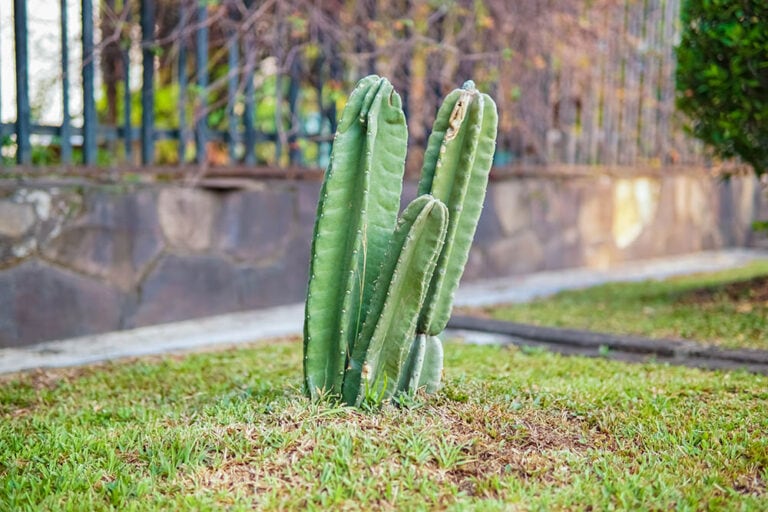 25 Cereus Cactus Types (With Pictures) | Home Grail