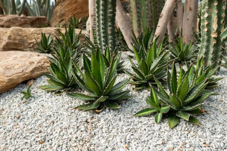 30 Types of Cacti in New Mexico (With Pictures) | Home Grail