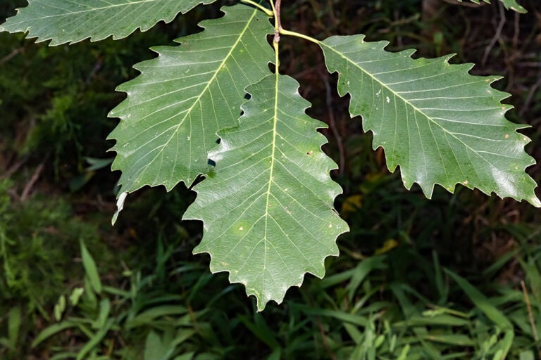 69 Types of Trees in Ohio (With Pictures) | Home Grail