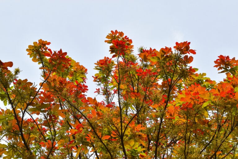 20 Types of Trees in Oklahoma (With Pictures) | Home Grail