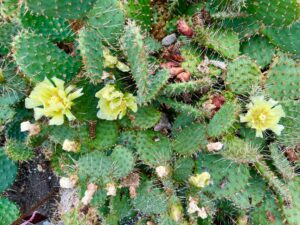 8 Types of Cacti in Florida (With Pictures) | Home Grail