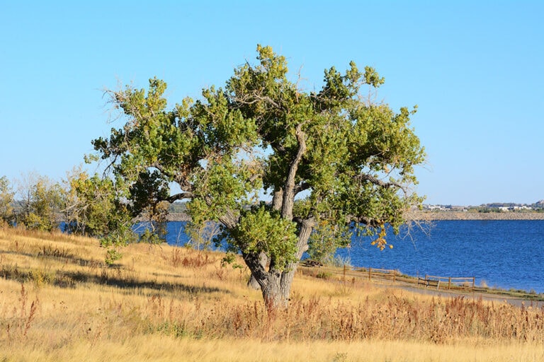 26 Types of Trees in Wisconsin (With Pictures) | Home Grail