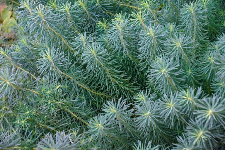 30 Euphorbia Cactus Types (With Pictures) | Home Grail
