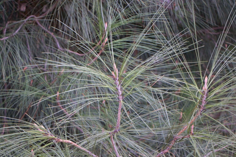19 Types of Pine Trees In California (With Pictures) | Home Grail
