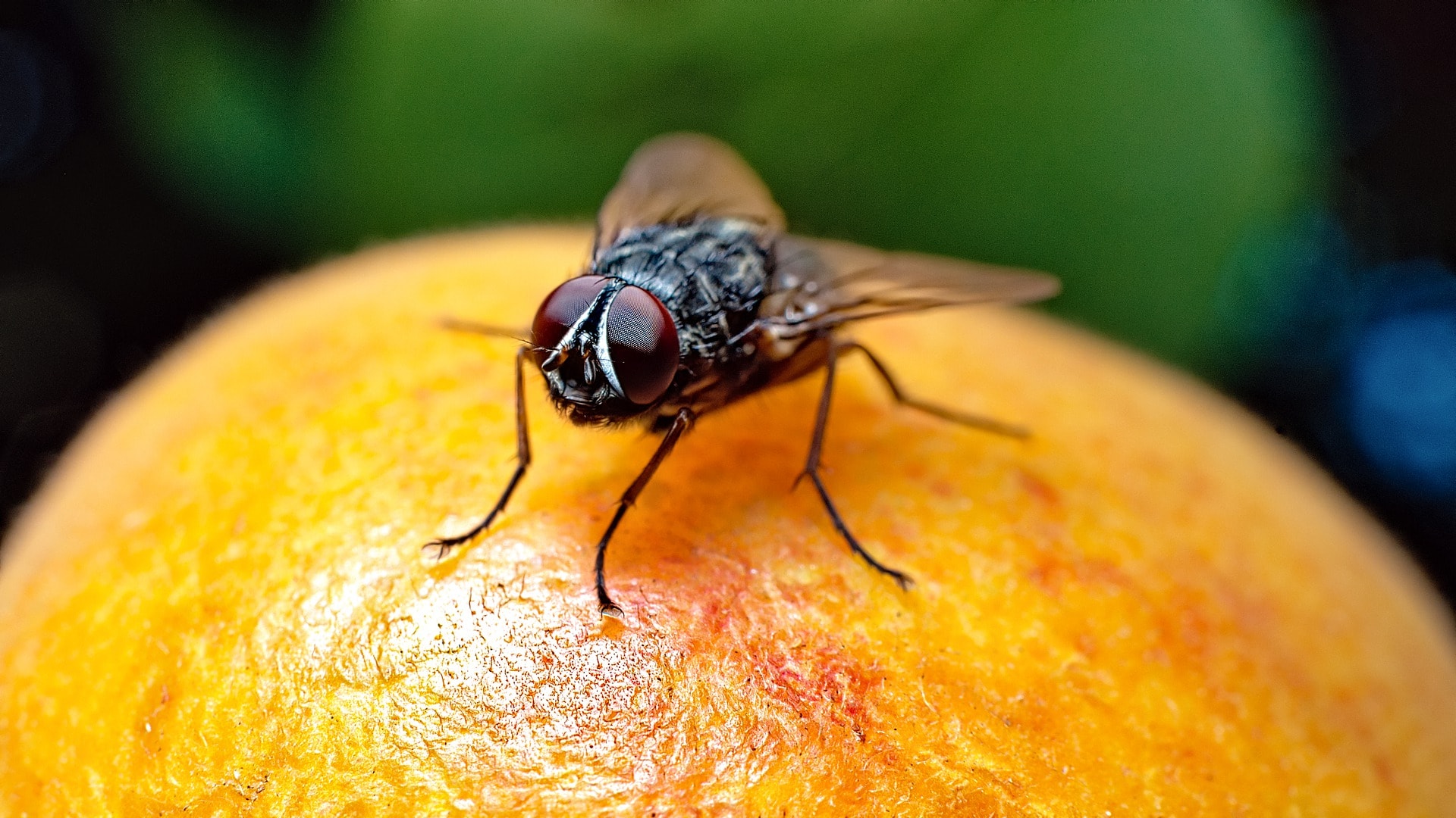 How to Get Rid of Fruit Flies on Plants: 11 Tips & Tricks | Home Grail