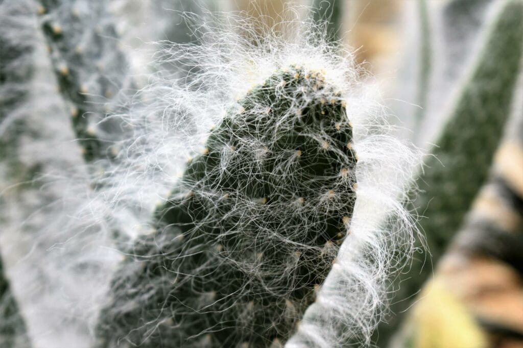 13 Different Fuzzy Cactus Types (With Pictures) | Home Grail