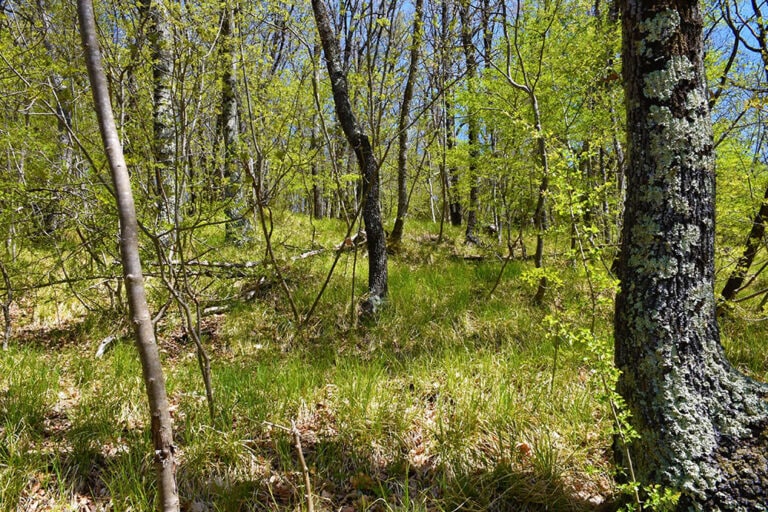 34 Types of Trees in Maine (With Pictures) | Home Grail