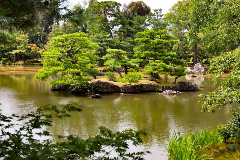 19 Types of Trees in Japan (With Pictures) | Home Grail