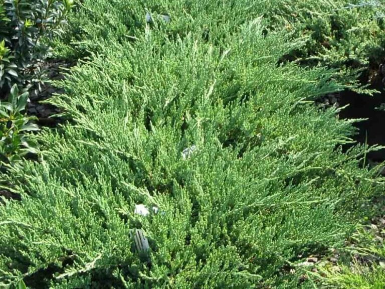 18 Types of Trees in Kansas (With Pictures) | Home Grail