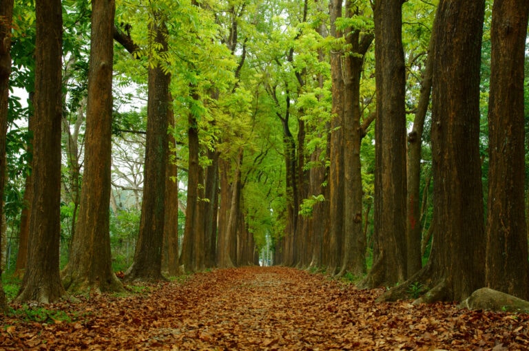 27 Types of Trees in Florida (with Pictures) | Home Grail